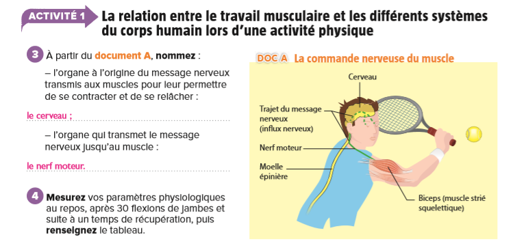 LES TIROIRS DE LA PSE :: A3 L ACTIVITE PHYSIQUE CORRECTION