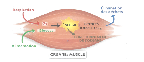 LES TIROIRS DE LA PSE : A3 L ACTIVITE PHYSIQUE SYNTHESE