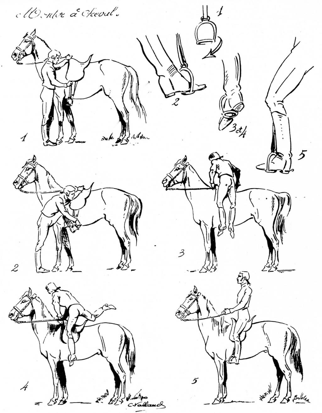 Apprendre a monter son cheval - Au galop vers les infos