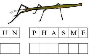 Phasmiland :: Kit pédagogique phasmes en maternelle