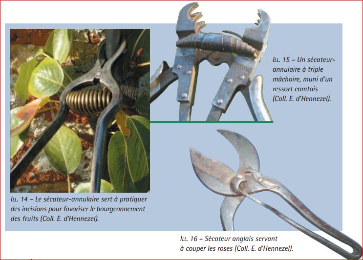 OUTILS ANCIENS - ART POPULAIRE : Mini-serpe? [Résolu] Serpette à vendanger