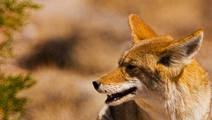 lupus forever : Le coyote...