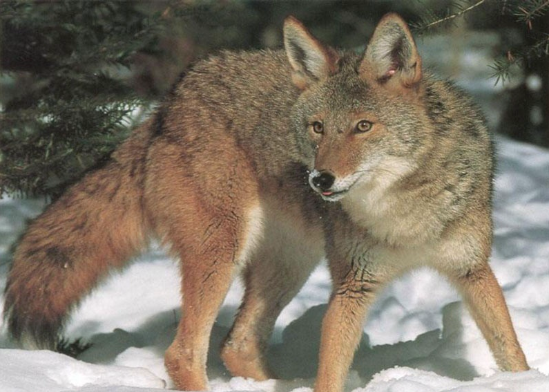 lupus forever :: Le Renard "canis lupus vulpes-vulpes...