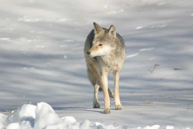 lupus forever : Le coyote...