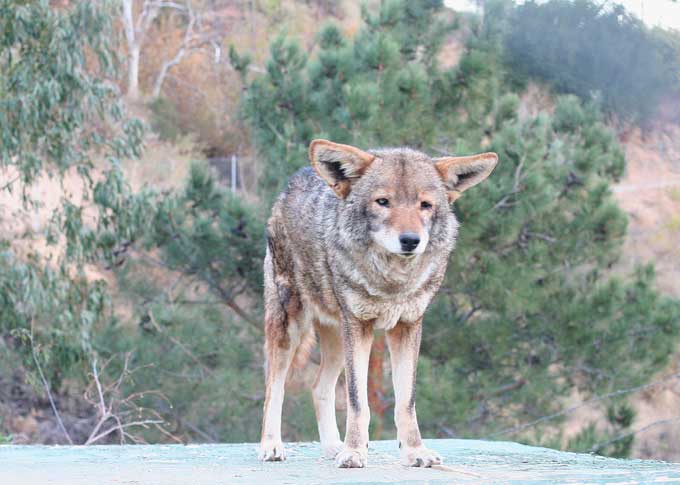 lupus forever : Le coyote...