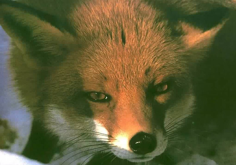 lupus forever :: Le Renard "canis lupus vulpes-vulpes...