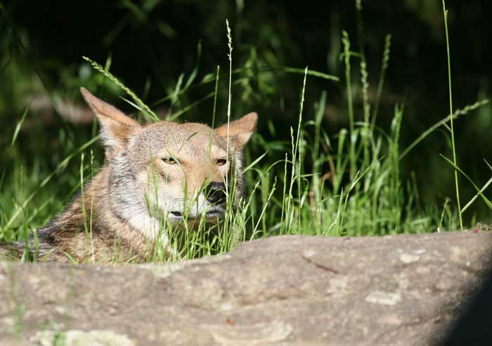 lupus forever : Canis lupus rufus