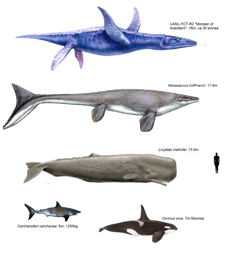 Comparaison Requin Baleine Taille - EMSEKFLOL.COM