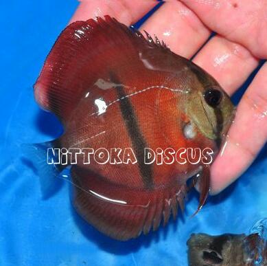 Le discus Wallon :: ika red
