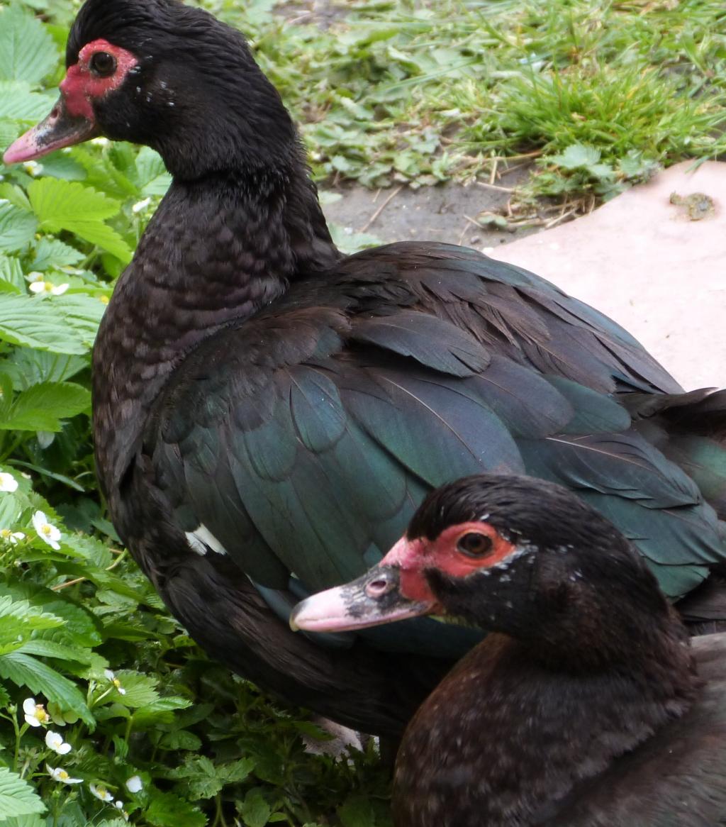 Reproduction Canard De